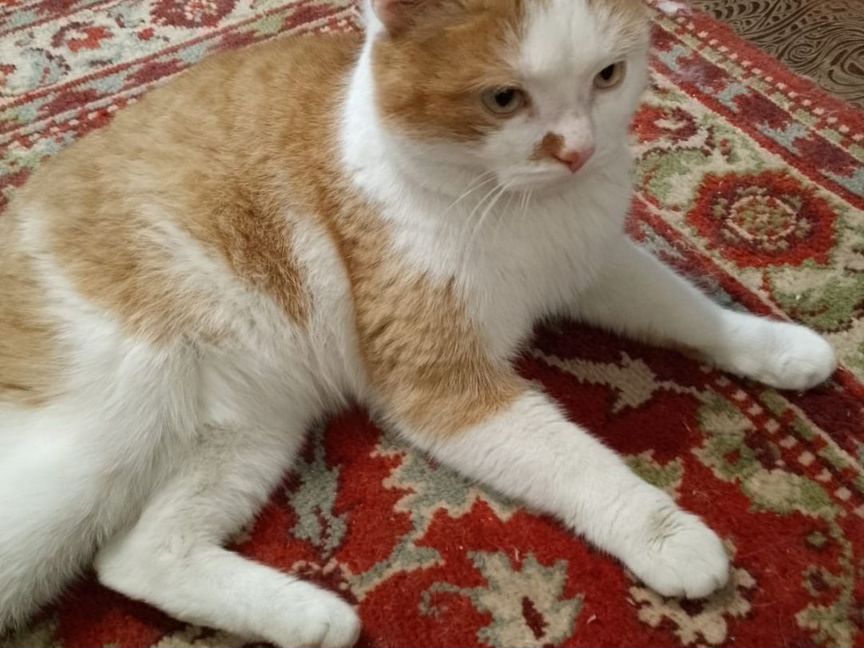 Котик Пончик