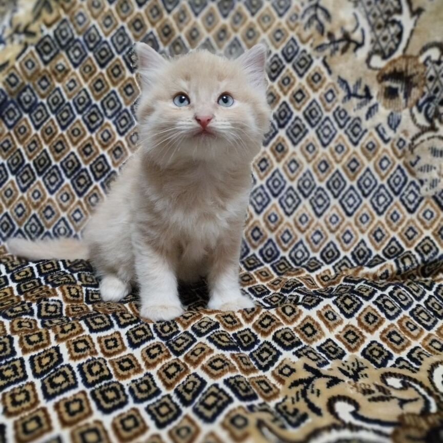 Милые котята