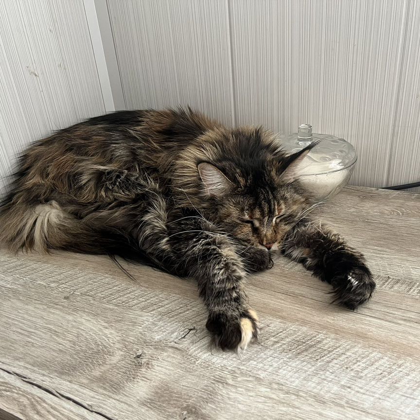 Кошку мейн-кун бесплатно