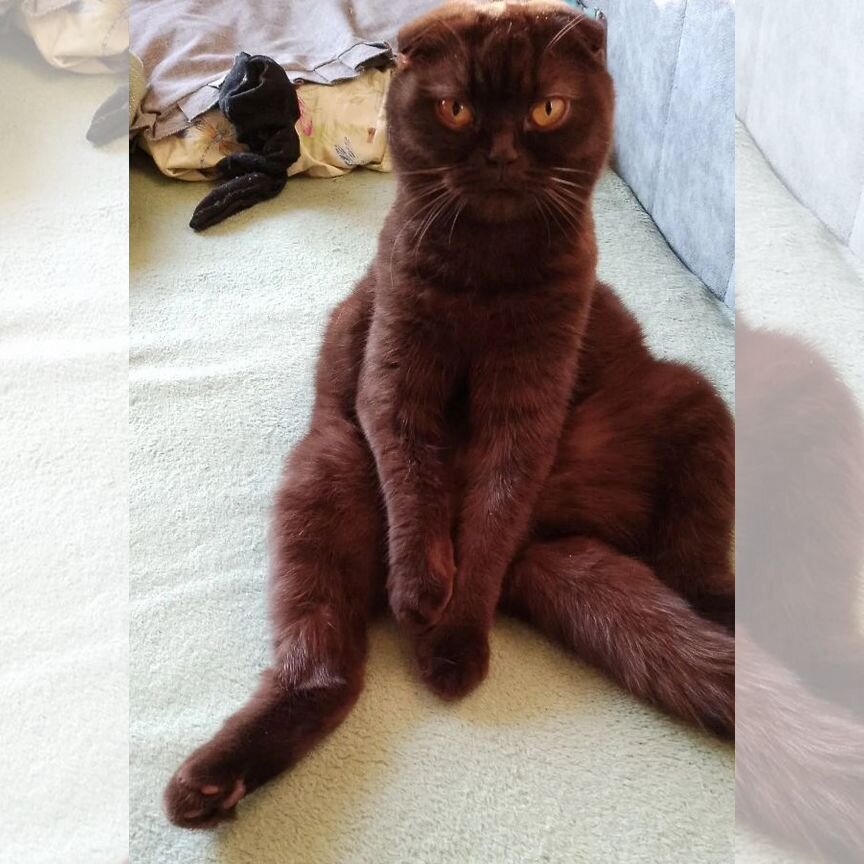 Шотландская вислоухая короткошёрстная, взрослая кошка