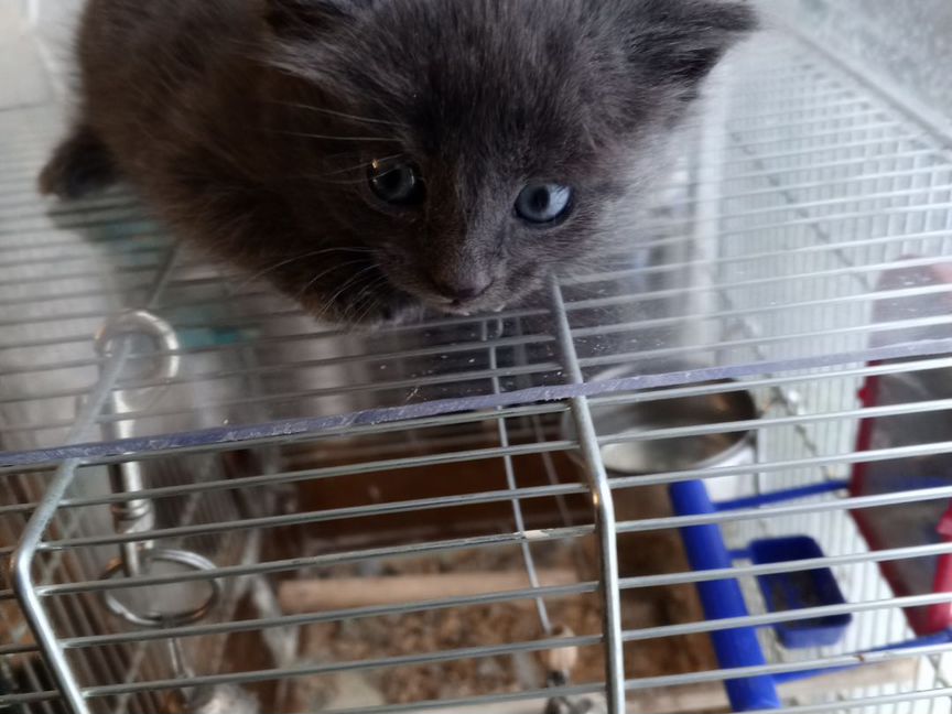 Сибирские котята в добрые руки