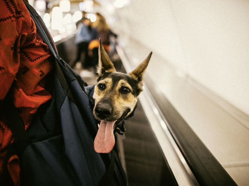 Рюкзак переноска для собак