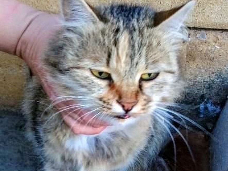 Найдена ласковая киса Нюра, ищу добрые ручки