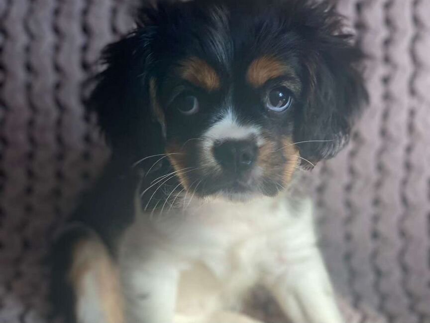 Кавалер кинг чарльз спаниель