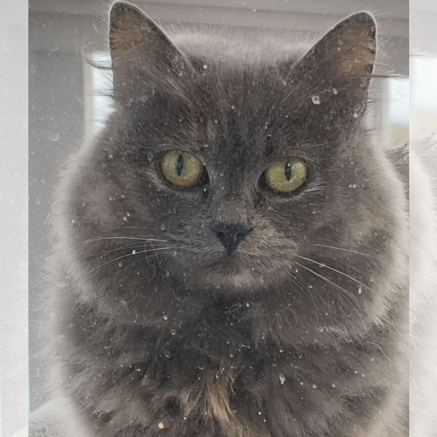 Британская длинношёрстная, взрослая кошка