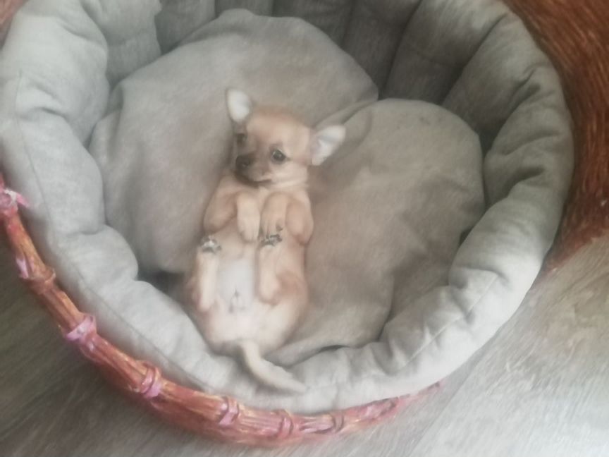 Д Е Ш Е Г О девочка чихуахуа мини