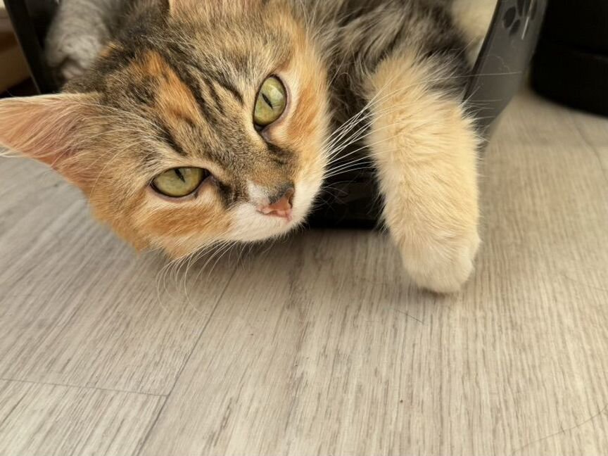 Найдена кошка ласковая. Отдам в добрые руки