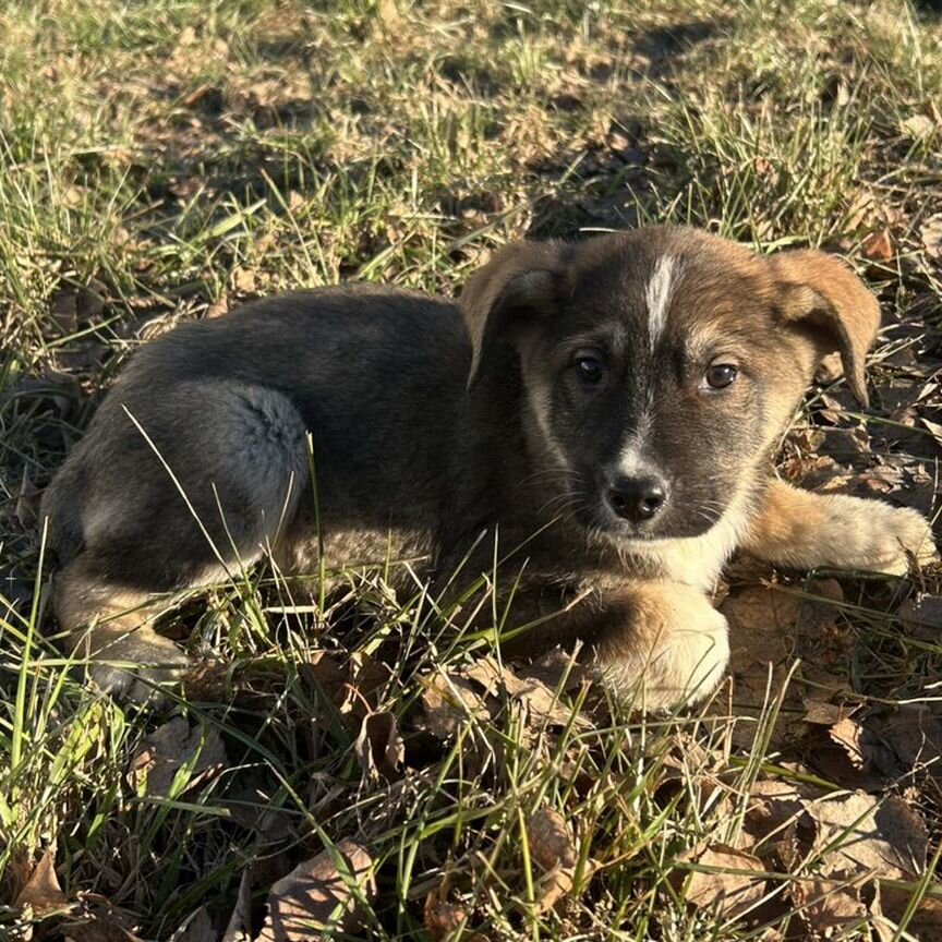 Щенок в добрые руки