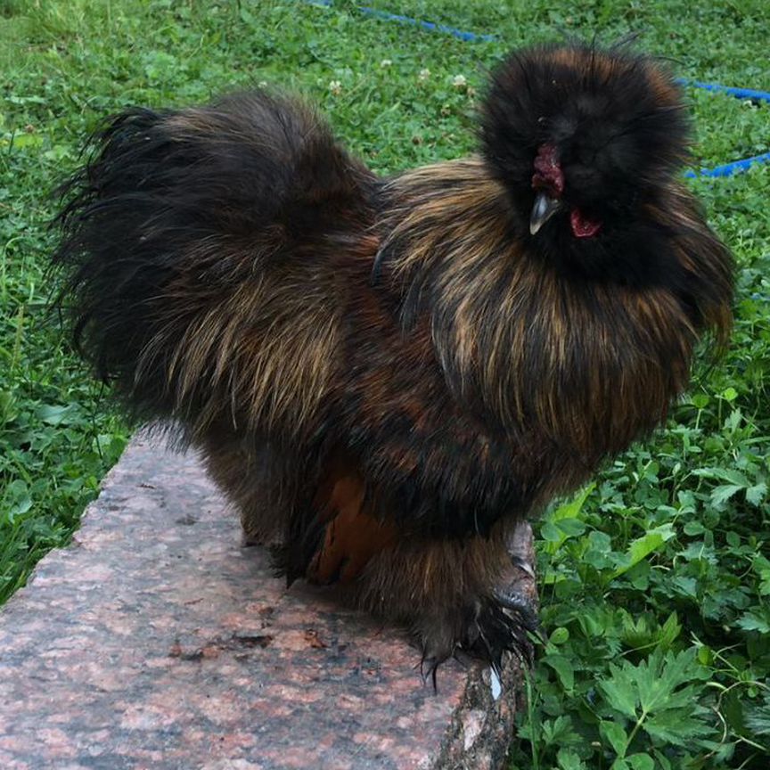 Китайские шелковые куры