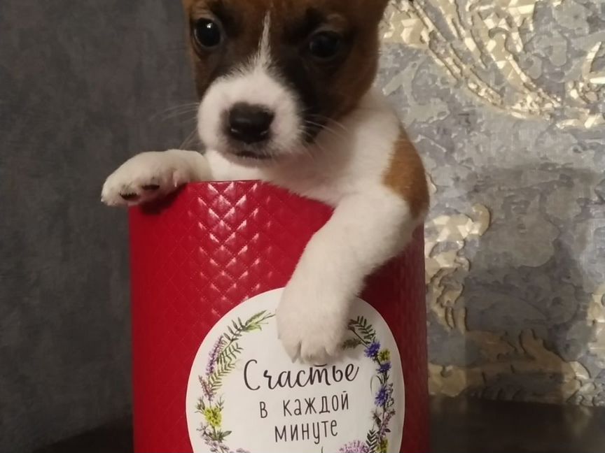 Джэк рассел терьер