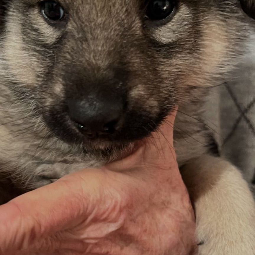 Щенок хаски найден