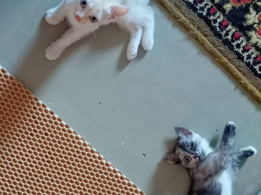 Котята в добрые руки
