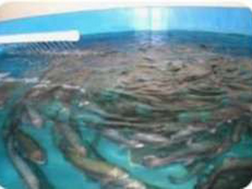 Рыба посадочный материал