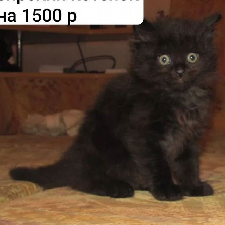 Котёнок в добрые руки