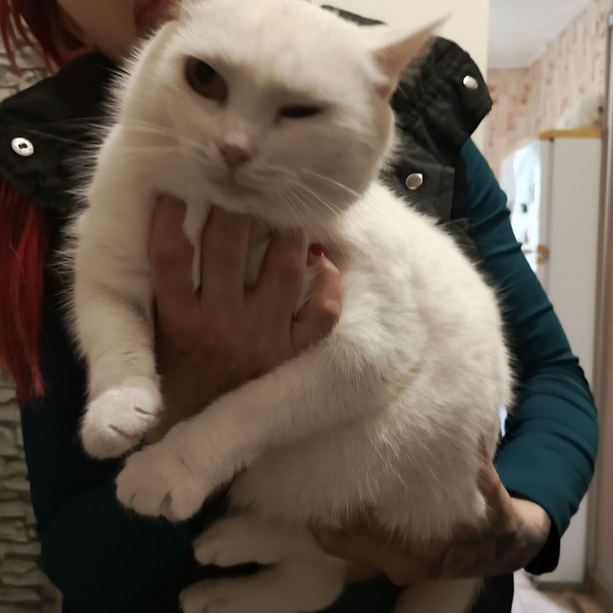 Взрослая, кошка в добрые руки