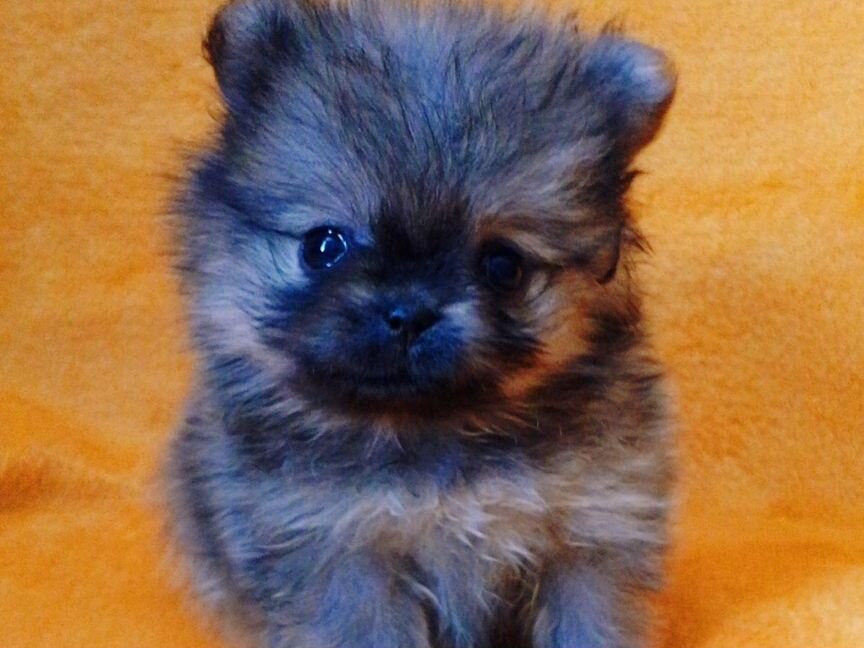 Померанский шпиц