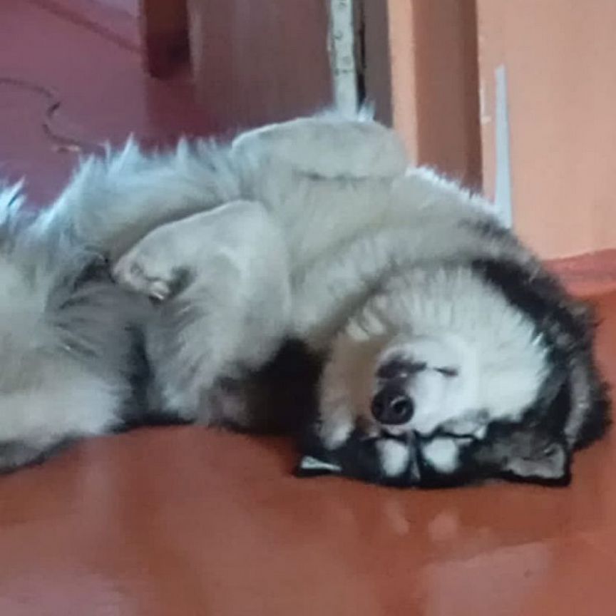 Хаски кобель вязка