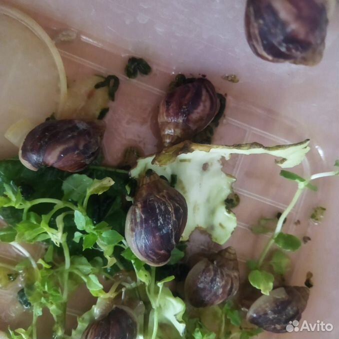 Сухопутные улитки ахатины