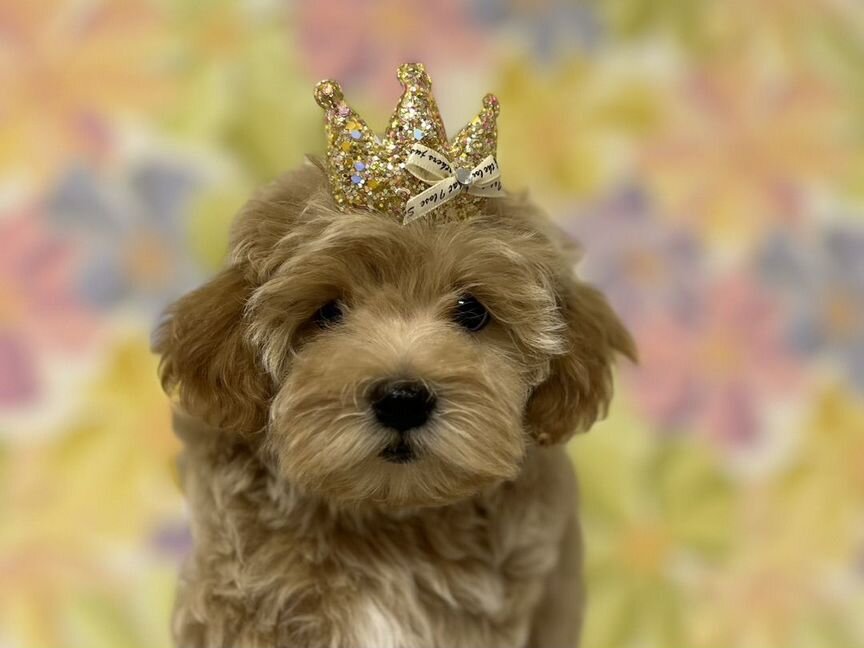 Принцесса Мальтпу f1 девочка