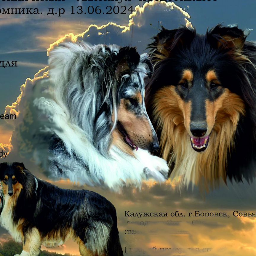 Колли длинношерстный щенки