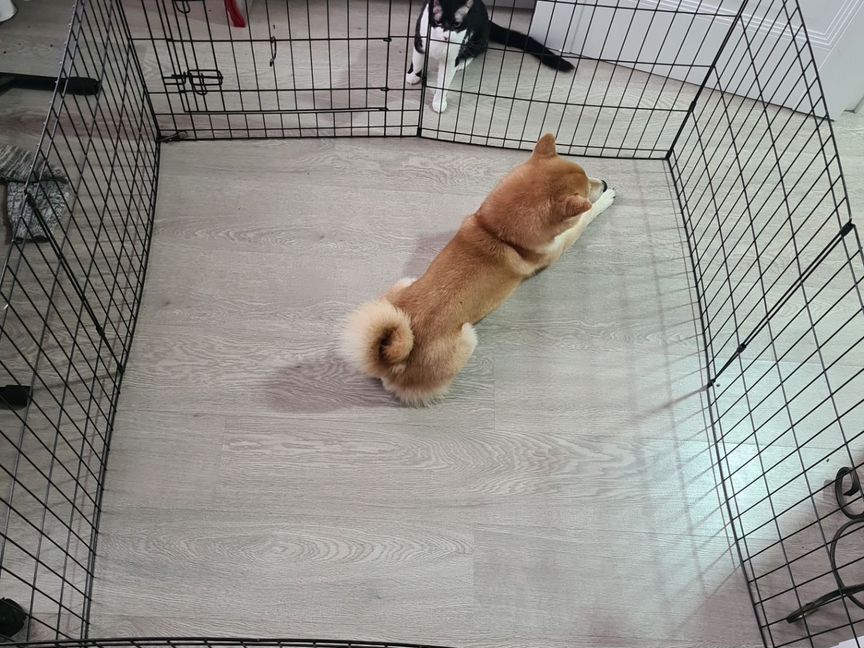 Вольер для собак бу