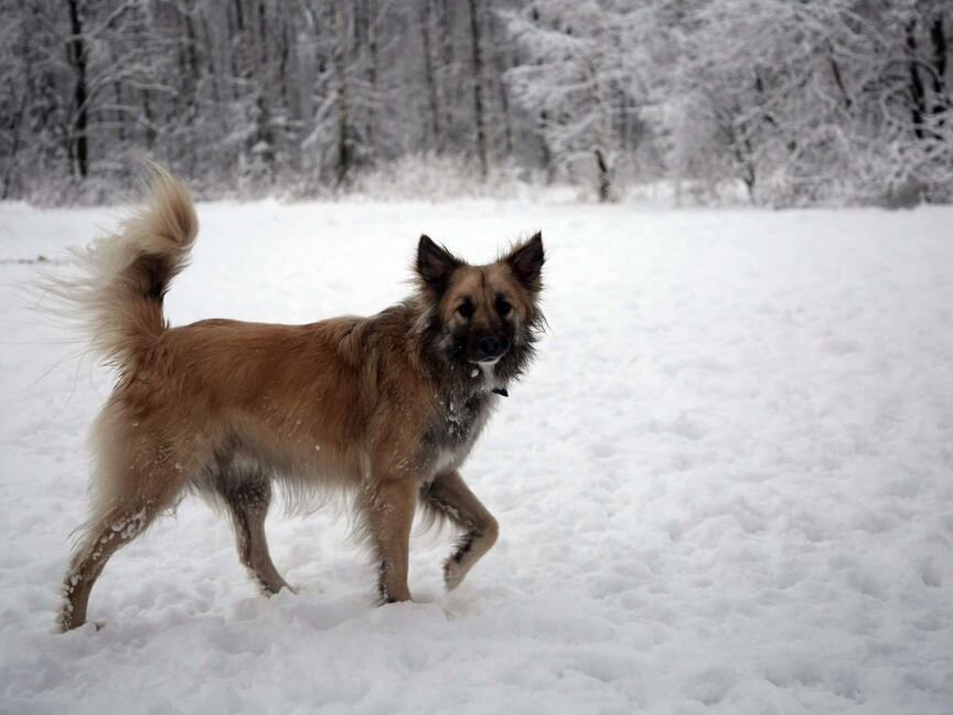 Собака в добрые руки отдам бесплатно