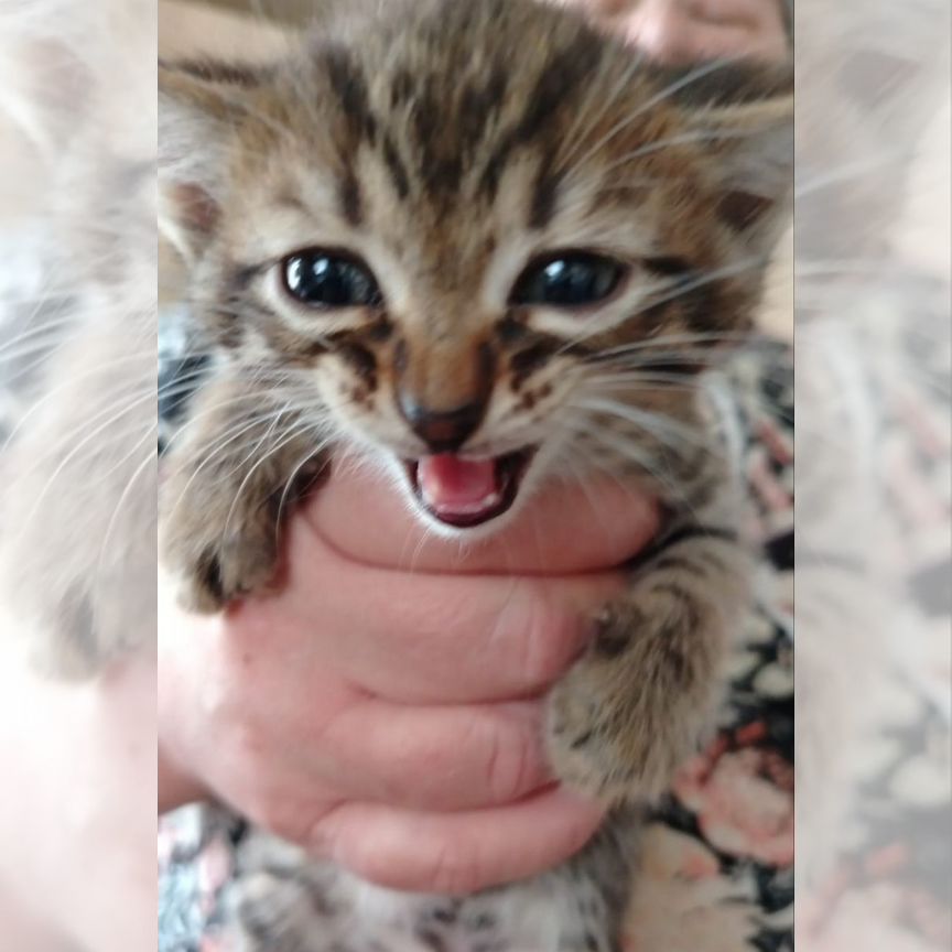 Котята 1 мес