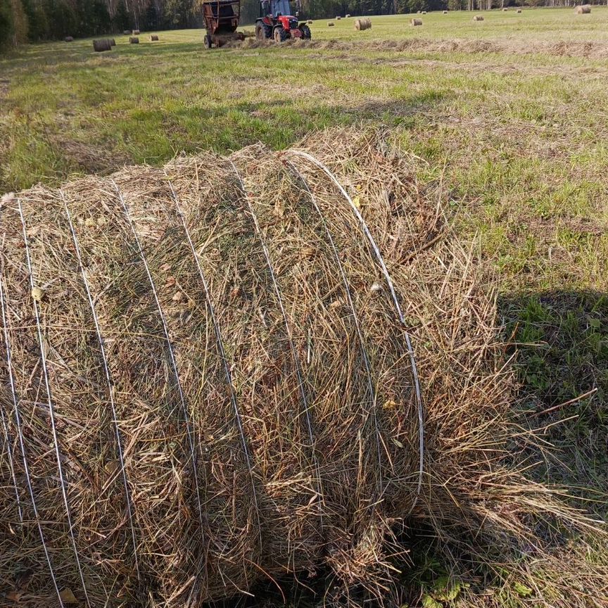 Продам сено в рулонах свежий укос