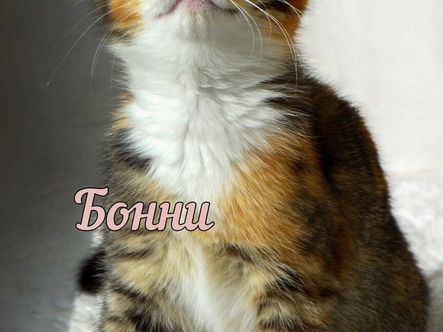 Котенок умный