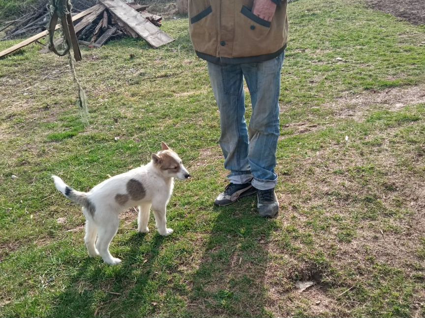 Западно сибирская лайка