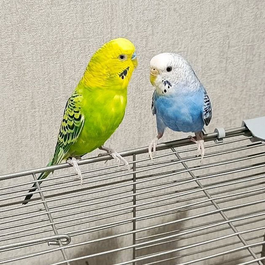 Волнистый попугай с клеткой