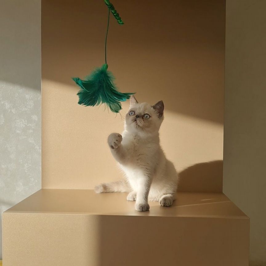 Экзотические короткошерстные котята. Экзот котенок