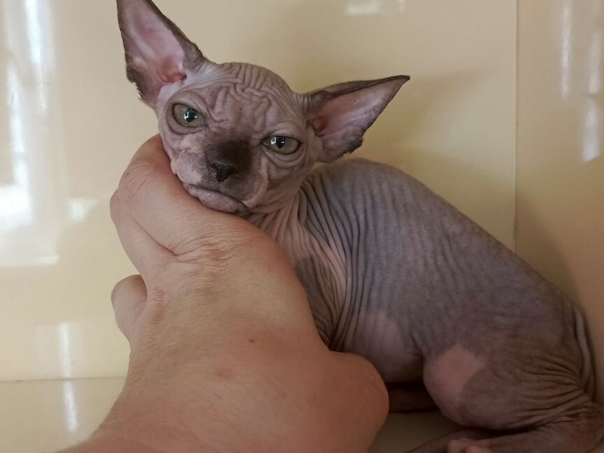 Котёнок бамбино девочка