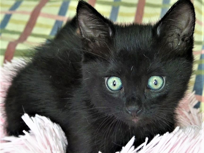 Котёнок чёрненький 1,5 месяца возраст