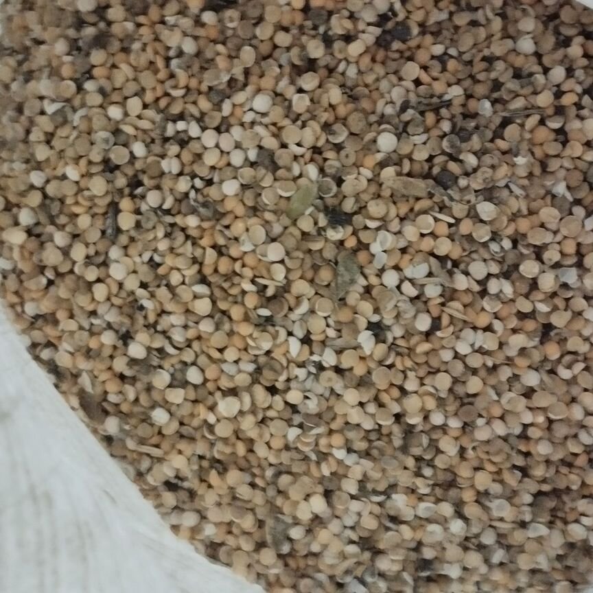 Горох кормовой