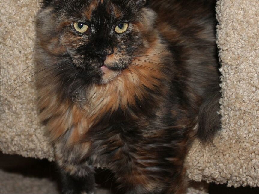 Кошка 5.5 мес