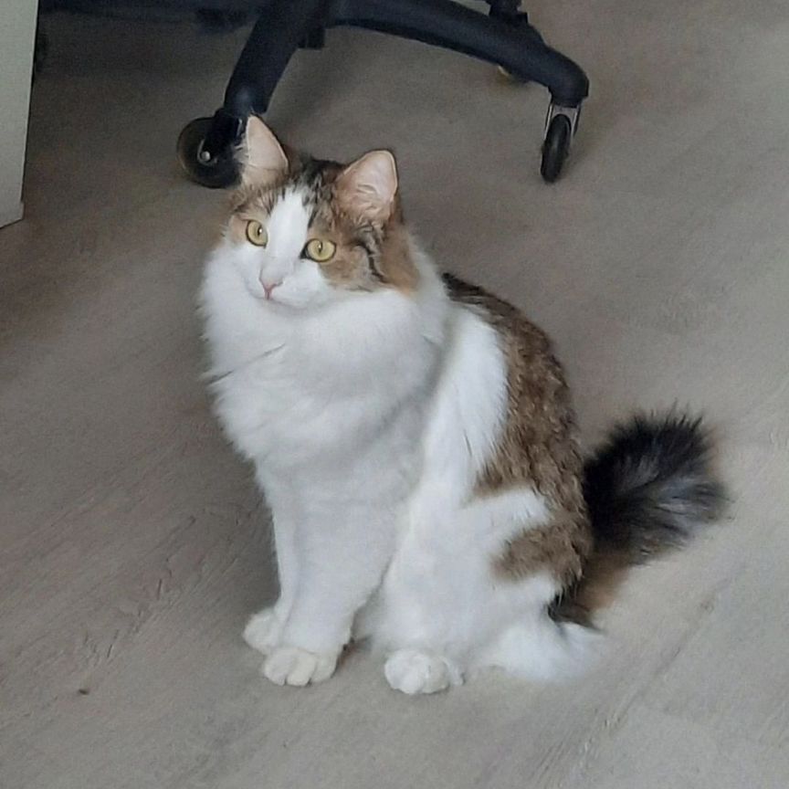Котик Ося 2 года в добрые руки