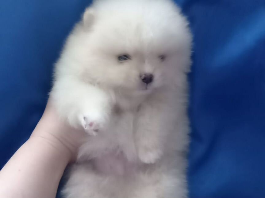 Супер курносик