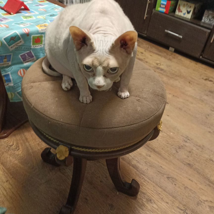 Канадский сфинкс, взрослый кот