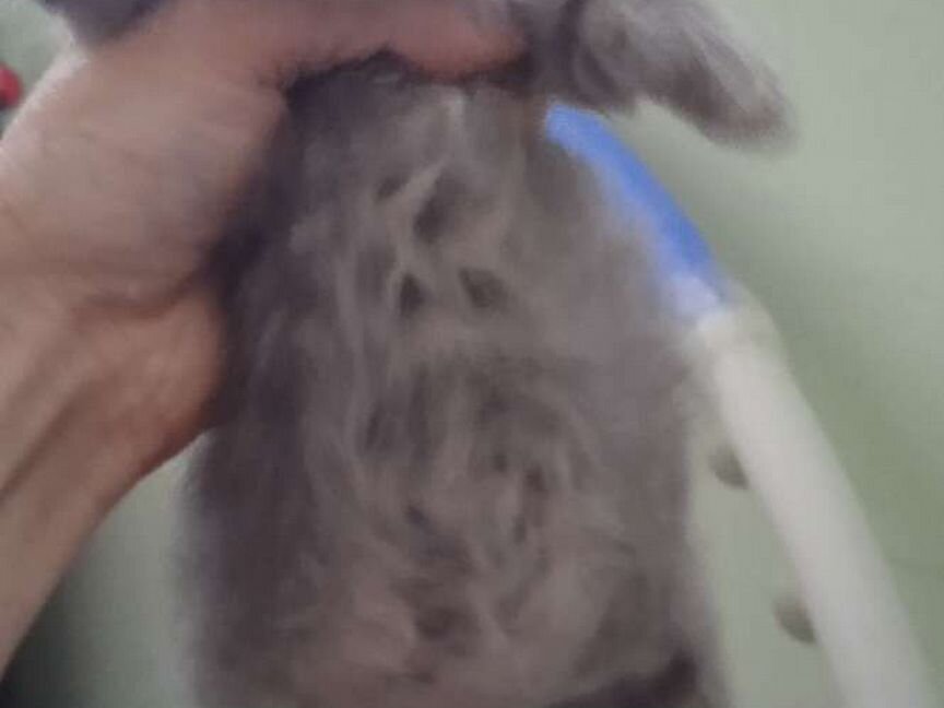 Котенок сибирский