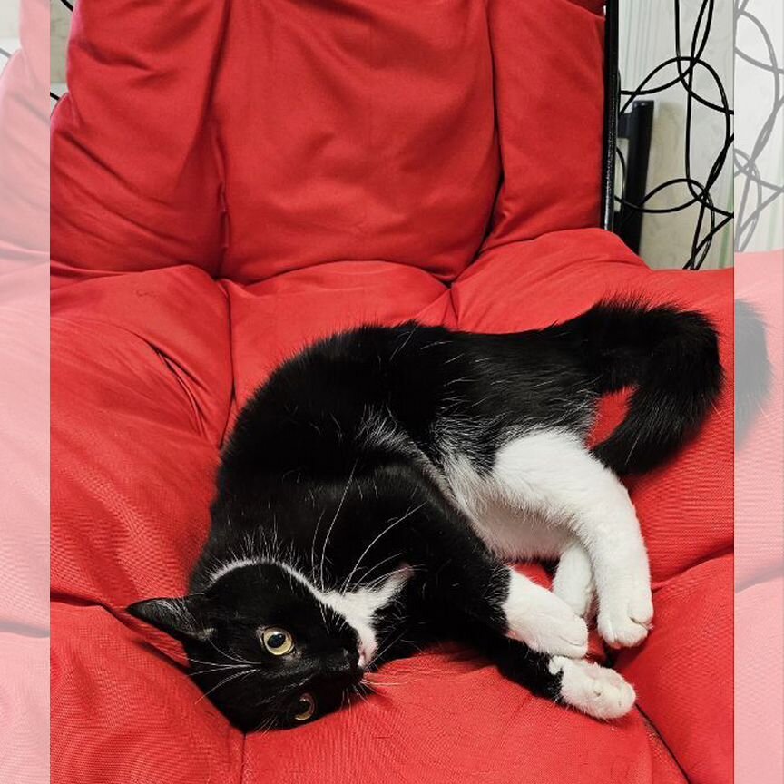 Взрослый кот в добрые руки