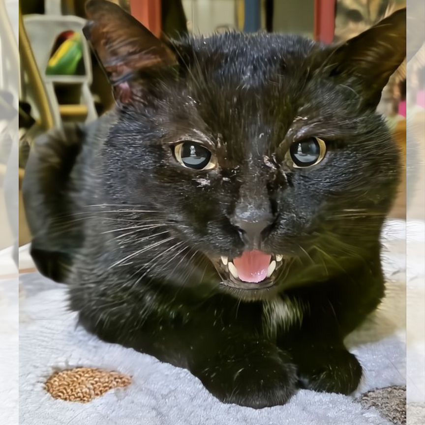 Взрослый кот в добрые руки