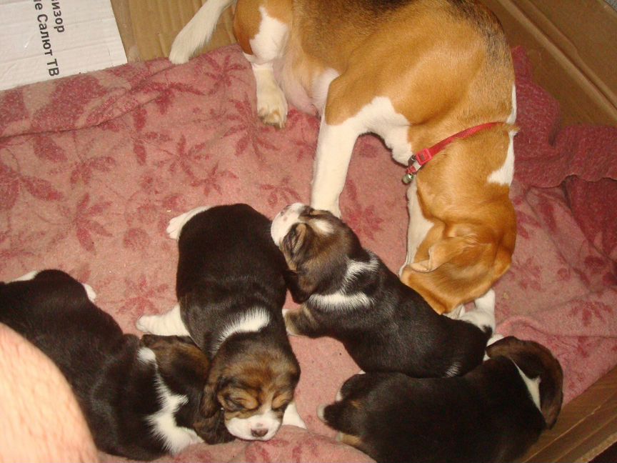 Собаки щенки бигль