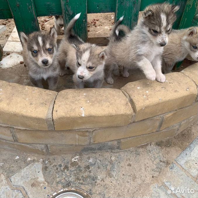 Щенки хаски чистокровные