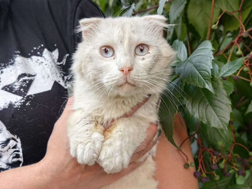 Белый вислоухий кот с голубыми глазами