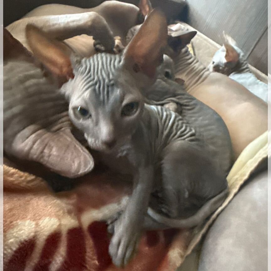Донской сфинкс котёнок