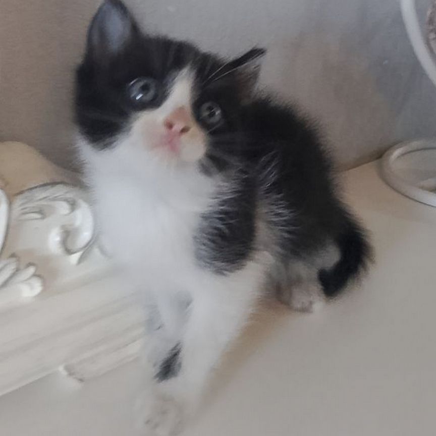 Котёнок в добрые руки