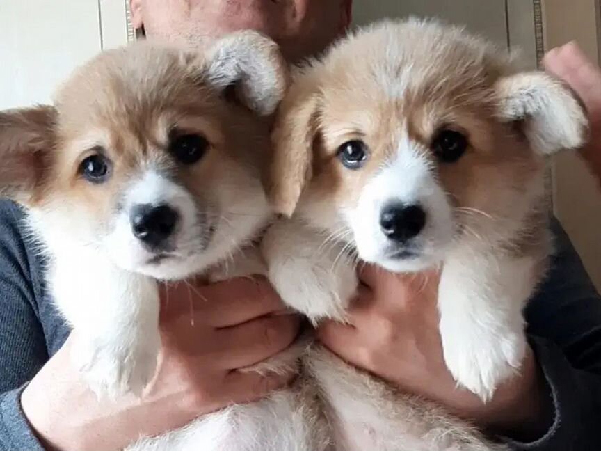 Щенки корги рыжебелые