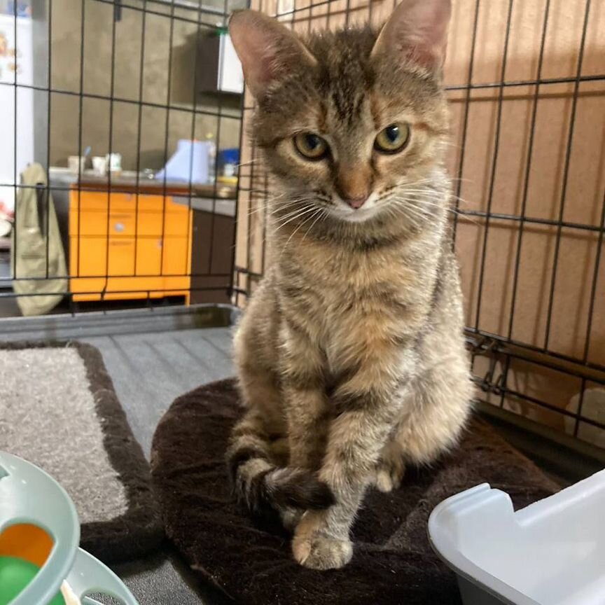 Сандру вернут на улицу спустя 3 месяца в тепле