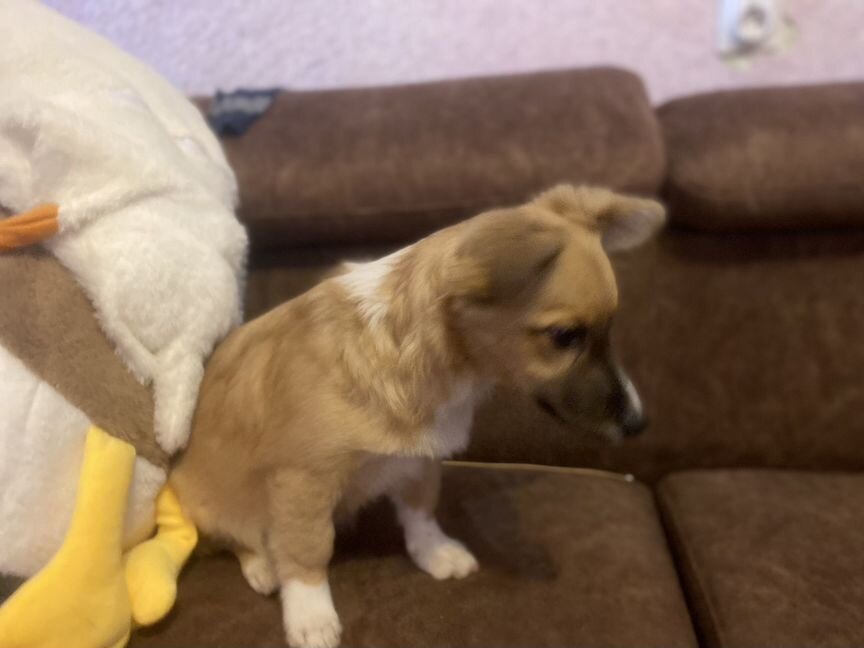 Отдам собаку в добрые руки